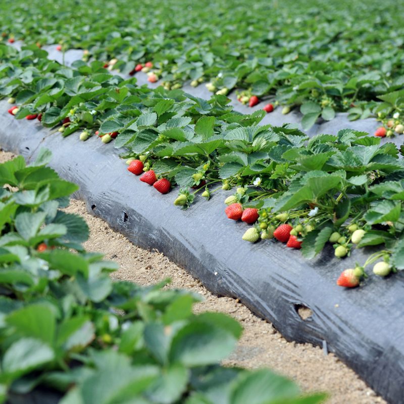 Polythene 200um Black 4m x 50m | Absolute Trade Supplies